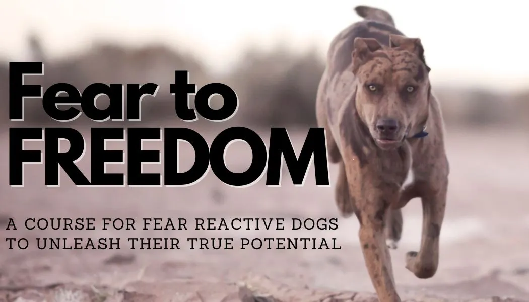 Solid K9 Training Membership Area