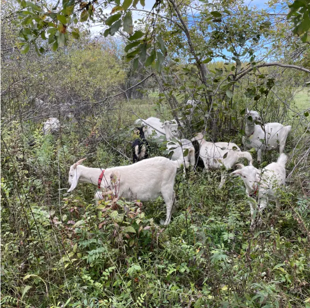Superior Goats