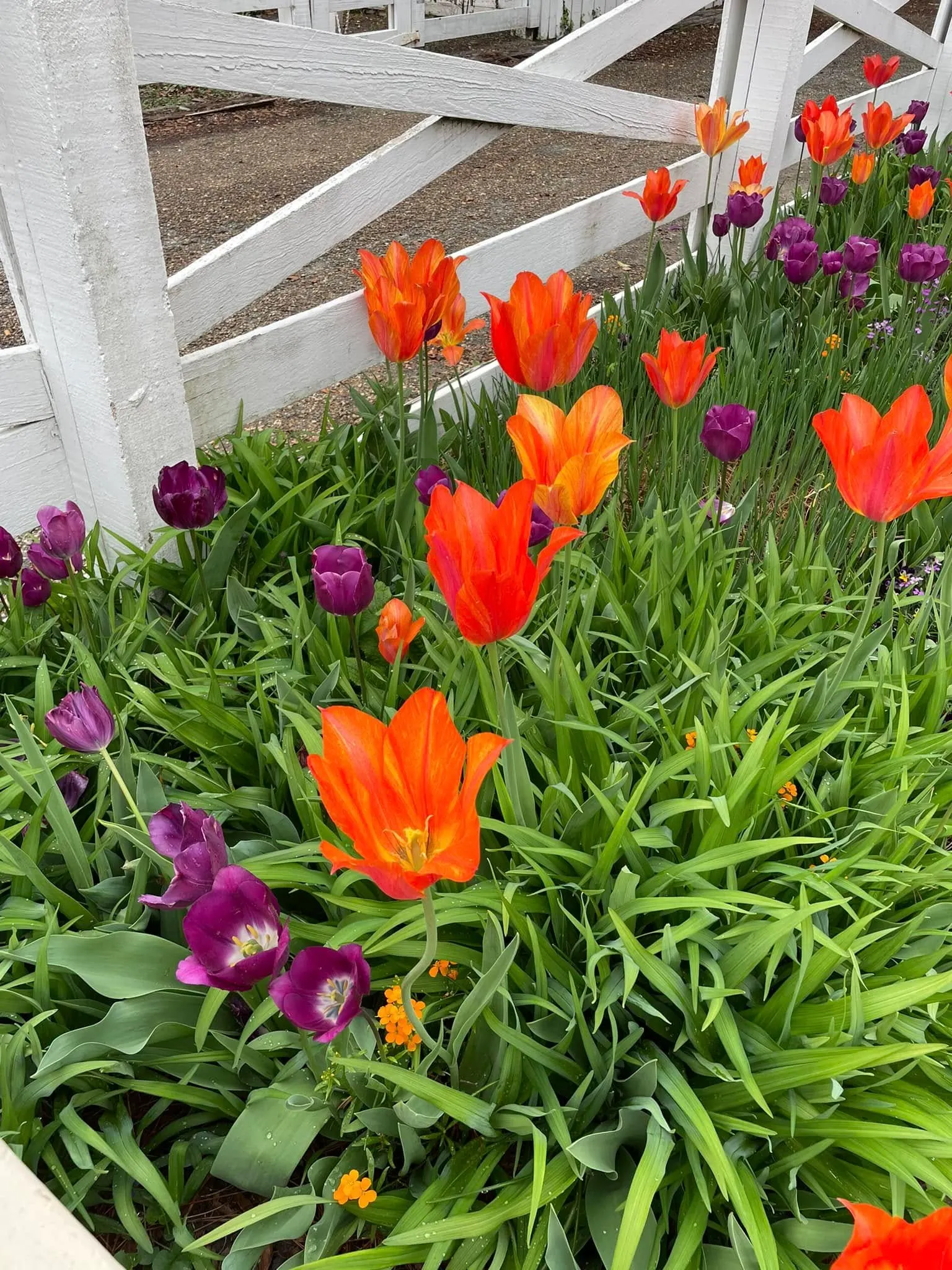 A Letter from Anne Cary Randolph: Tulips at Monticello, April 15, 1808
