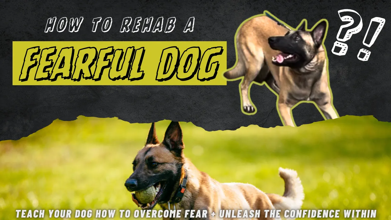 Solid K9 Training Membership Area