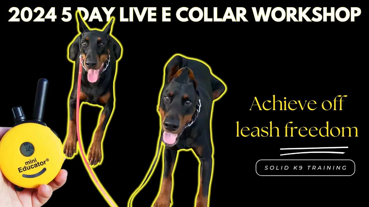 Solid K9 Training Membership Area