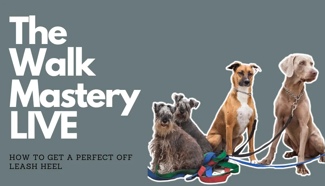 Solid K9 Training Membership Area